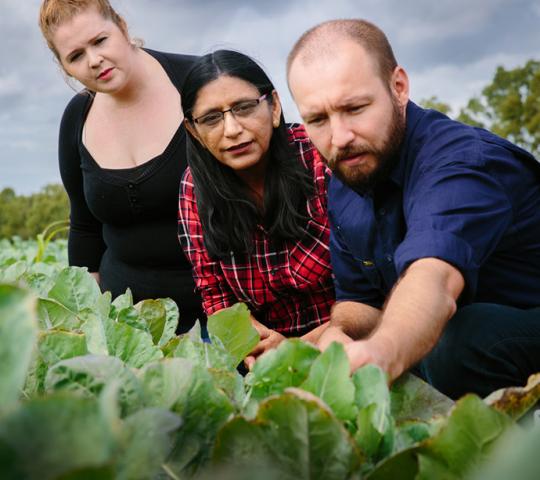 Queensland Alliance for Agriculture and Food Innovation (QAAFI ...